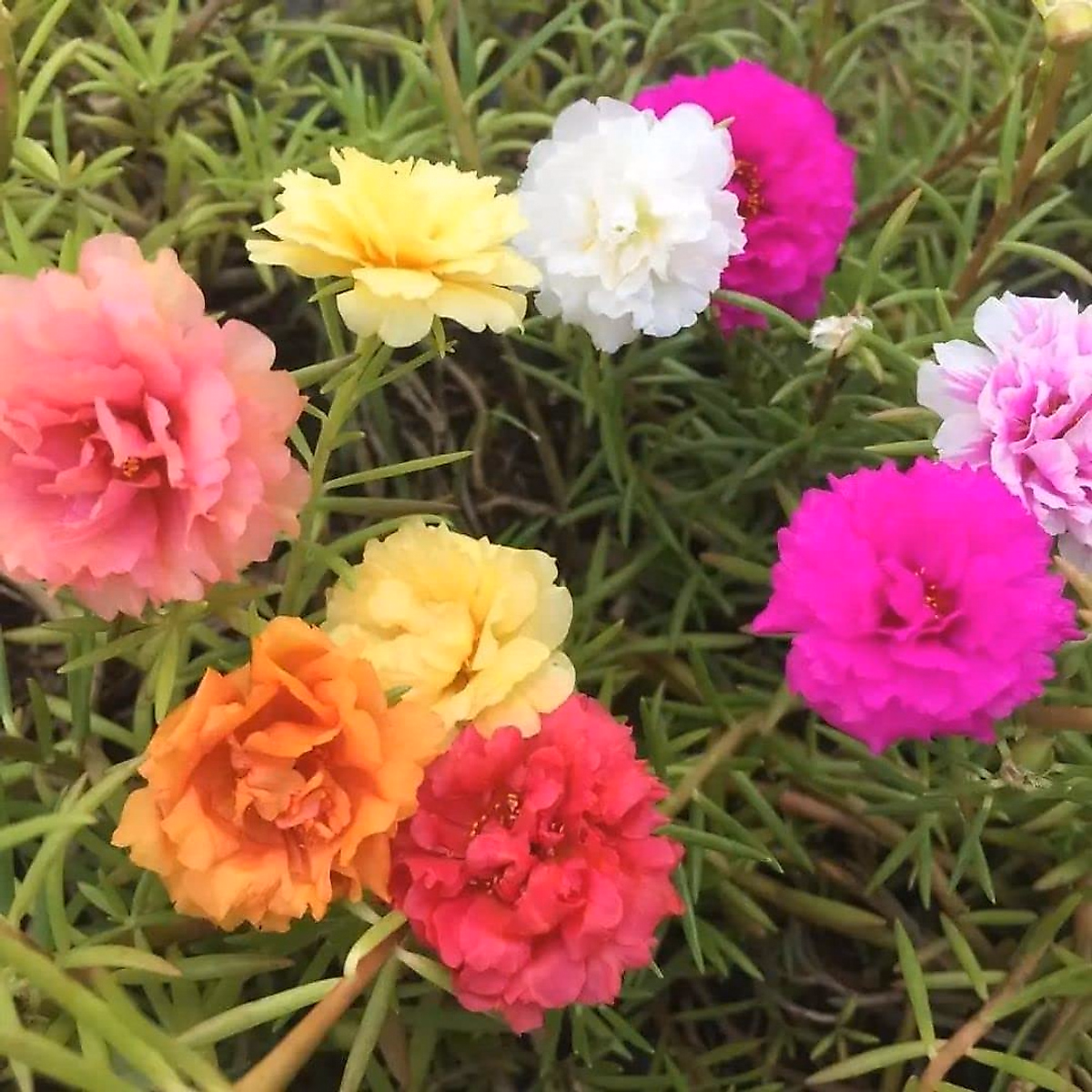 KVITER Portulaca Grandiflora Seed Mix Garden Purslane Double Flower Moss Rose About 1100 Seeds