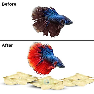 JOR Catappa Indian Almond Leaves, Fin Rot Treatment Betta Fish Water Conditioner Aquarium Leaves, Create Realistic River Habitat, Reduce Stress, Loved by Shrimp & Tropical Fish
