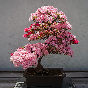 300+ Bonsai Tree Seeds – 10 Popular Varieties of Non GMO Heirloom Bonsai Seeds Blue Spruce, Boxwood, Dawn Redwood, Flame Tree, Judas Tree, Acacia, Wisteria, Cherry, red Maple, Black Pine