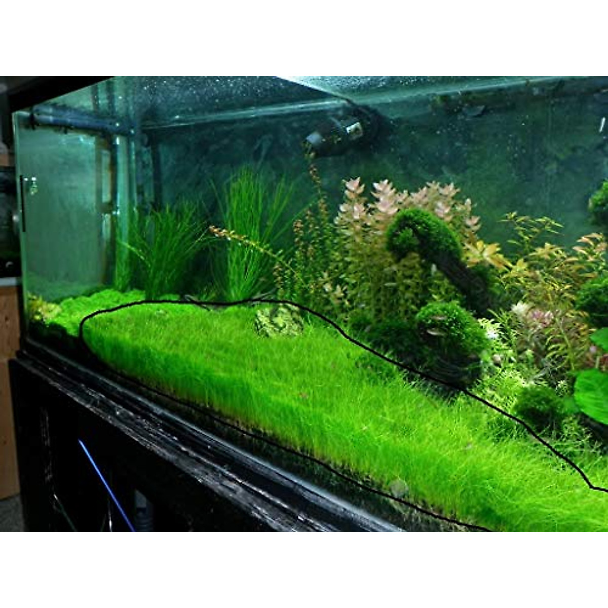 Marcus Fish Tanks - 3X Dwarf Hair Grass Eleocharis Parvula Live Aquarium Plants Carpeting Plant for Aquatic Freshwater Fish Tank