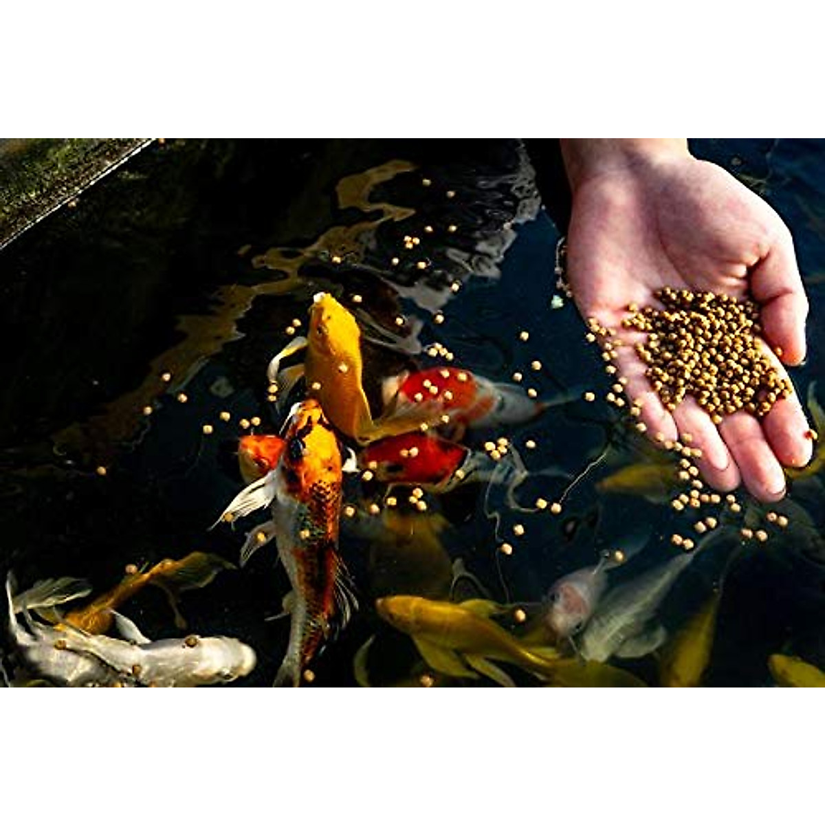 Blue Ridge Fish Food [25lb], Probiotic Plus 3/16" Floating Pellet, Koi and Goldfish