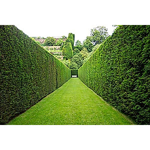 Thuja Plicata 'Green Giant' Arborvitae - 12 Live Quart Size Plants - Live Evergreen Privacy Tree