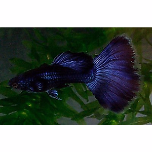 WorldwideTropicals Live Freshwater Aquarium Fish - 5-Pack of Mixed Color Male Guppies - by Live Tropical Fish - Great For Aquariums - Populate Your Fish Tank!