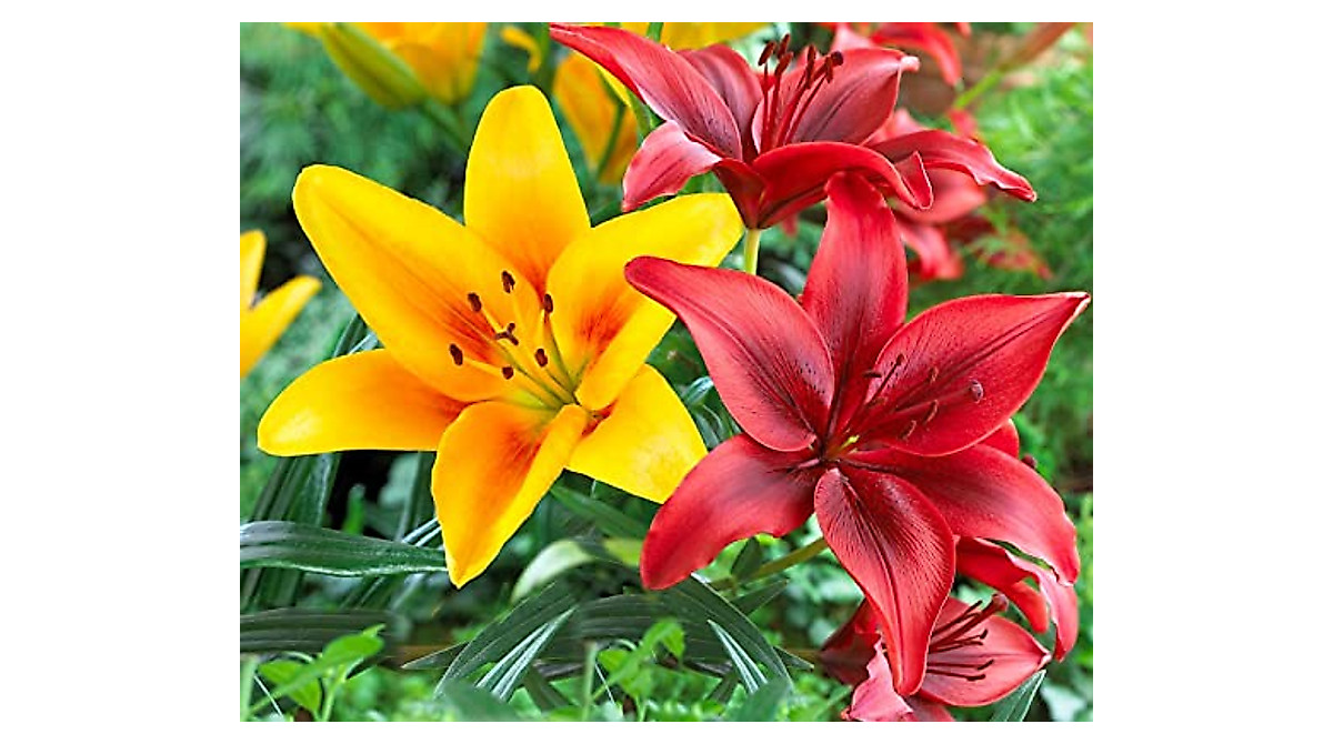 Votaniki Asiatic Mix Lily Flower Bulbs - Vibrant Flowers for Any Garden | Perfect for Cut ...