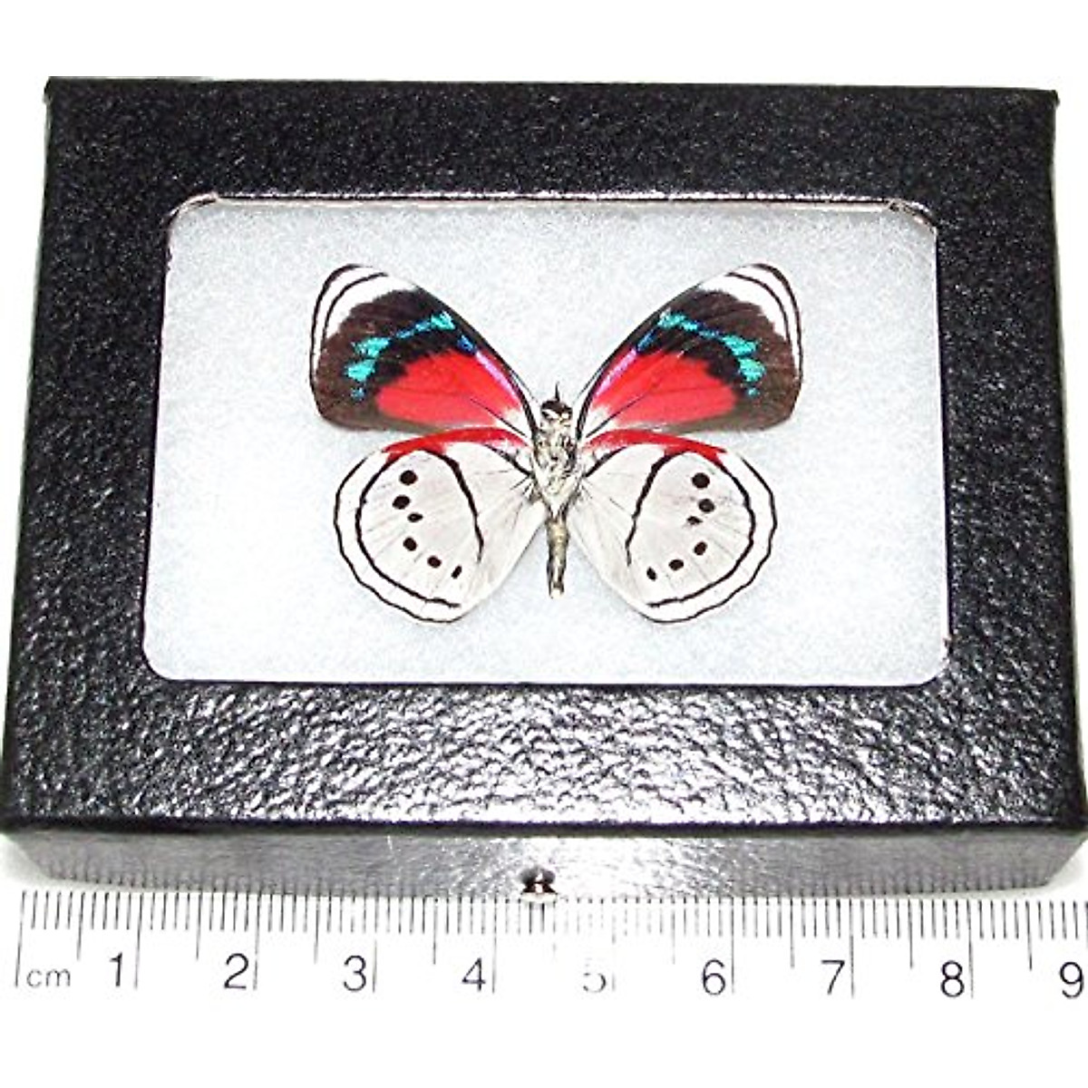 BicBugs Perisama euriclea Verso Real Framed Butterfly RED White Blue Peru