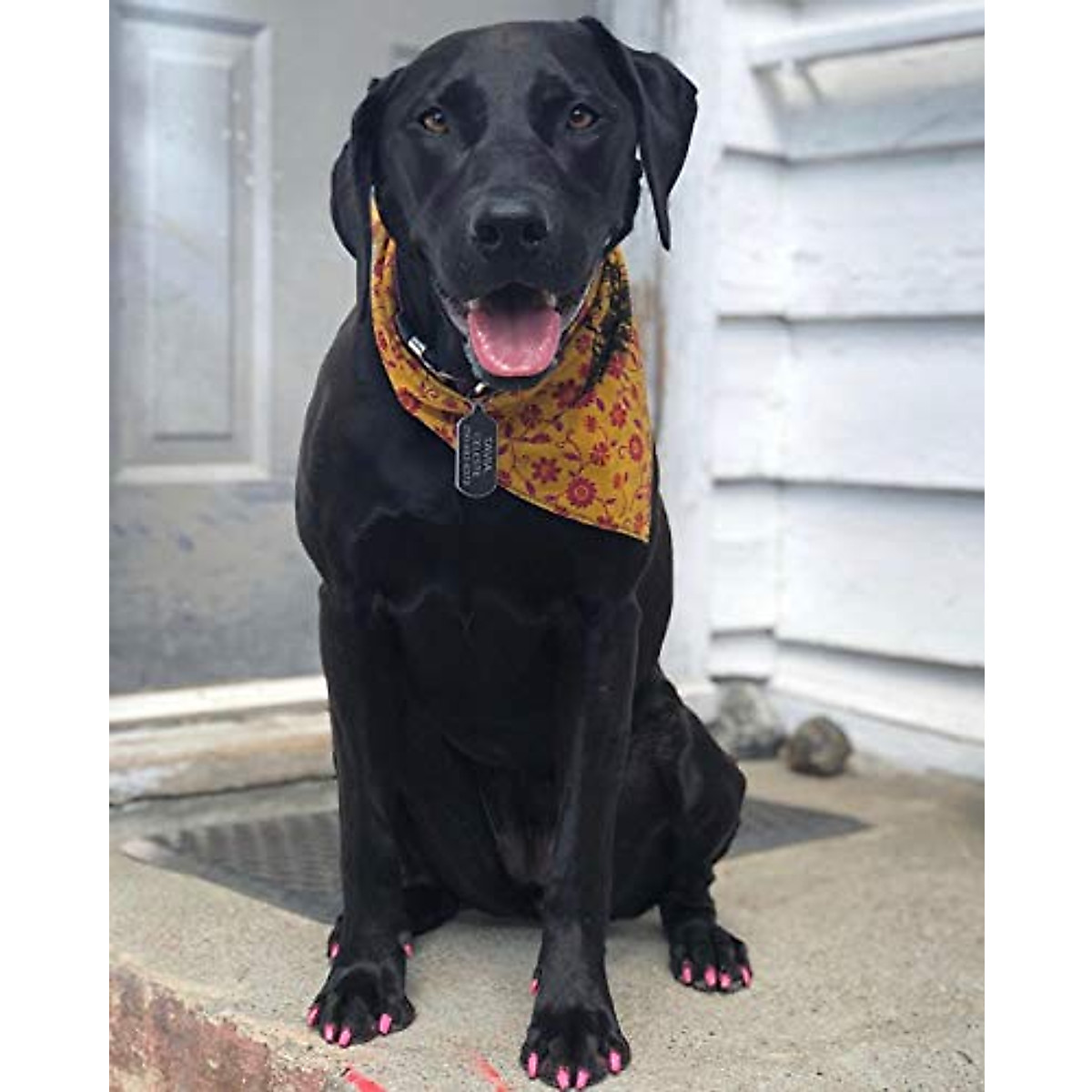 Warren London Pawdicure Dog Nail Polish Pen | Non Toxic, Odorless, & Fast Dry | Made in USA | Neon Pink