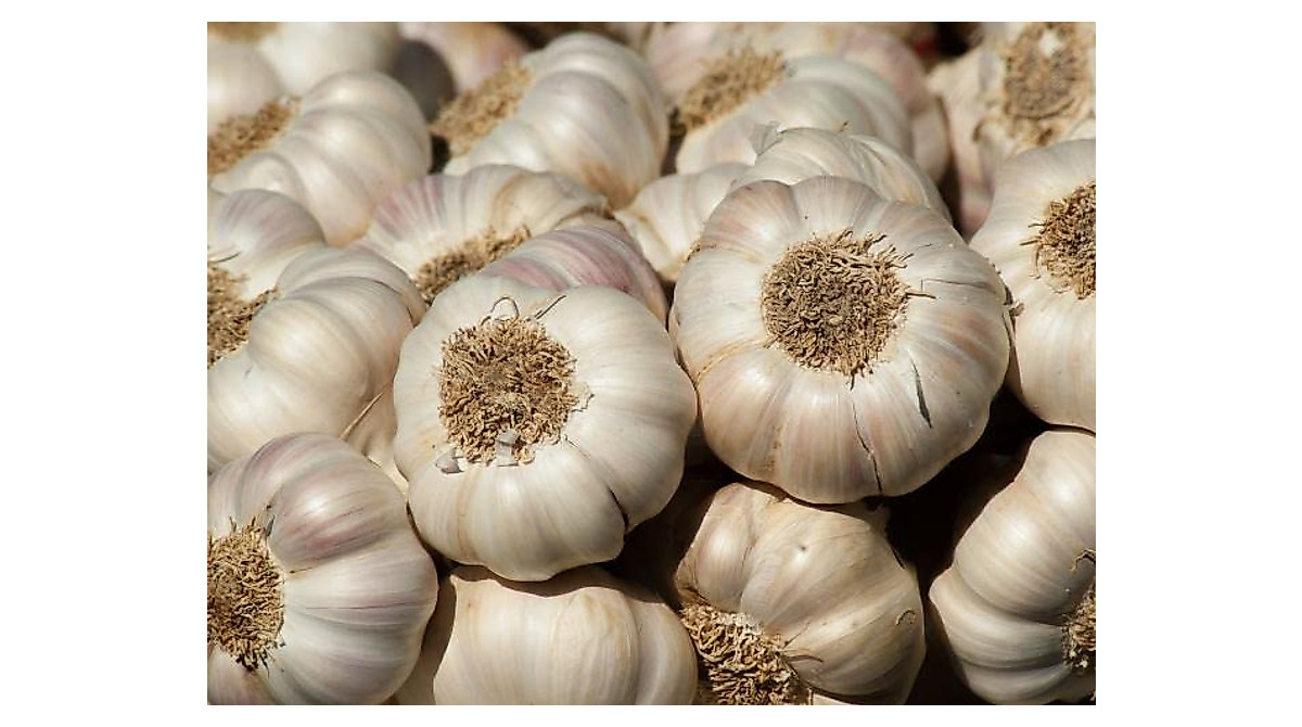 Buy Early Italian Softneck Garlic Tubers - Easy to Grow & Perfect for Gifts