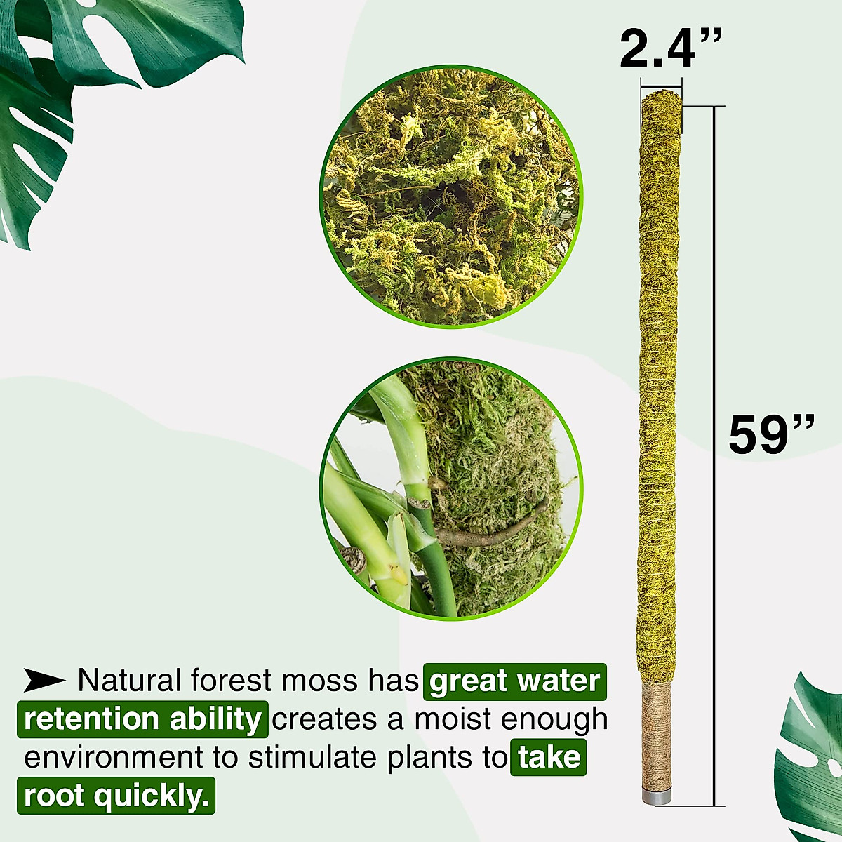 DUSPRO 59’’ Inches Large Moss Pole for Plants Monstera, Tall Indoor Plant Stake Support for Big Climbing Pothos Long Handmade Forest Moss Totem/Giant Trellis (Extra Large Size)
