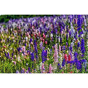 Larkspur Rocket Mix Colors Blend Flower Seeds, 250+ Flower Seeds Per Packet, (Isla's Garden Seeds), Non GMO & Heirloom Seeds, Botanical Name: Delphinium ajacis, Great Home Garden Gift