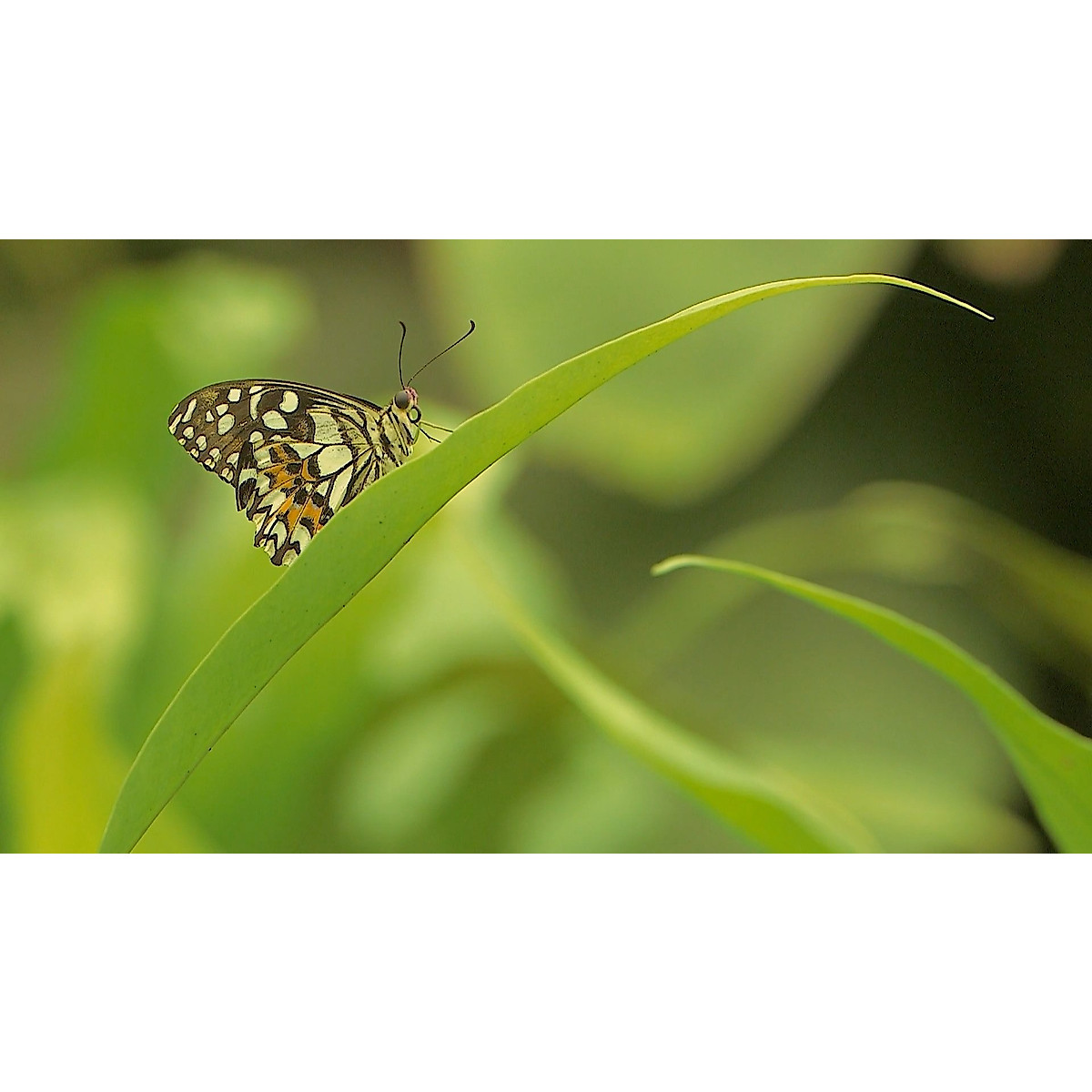 Nature DVD -Tropical Gardens and Orchids and Butterflies - with Music and Nature Sounds 2016