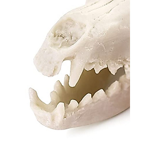 QWORK Fox Skull, Realistic Animal Skull Bones Fox Head Skeleton Natural Teeth Bone Specimen Model for Home Collectible Decoration Halloween Party