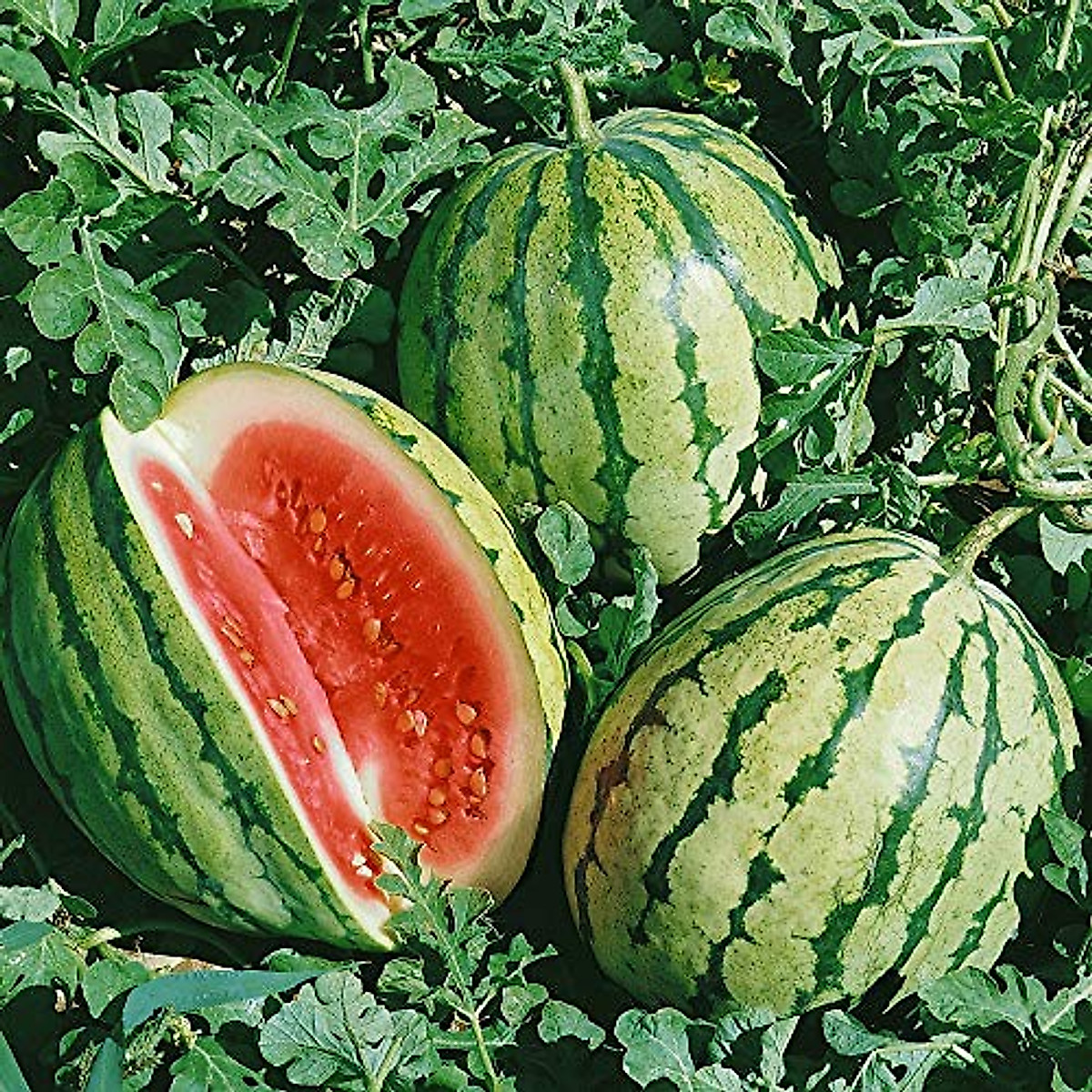 David's Garden Seeds Fruit Watermelon Dixielee (Red) 50 Non-GMO, Open Pollinated Seeds