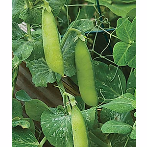 "Wando" Garden Pea Seeds for Planting, 50+ Heirloom Seeds Per Packet, (Isla's Garden Seeds), Non GMO Seeds, Botanical Name: Pisum sativum, Great Home Garden Pea Variety