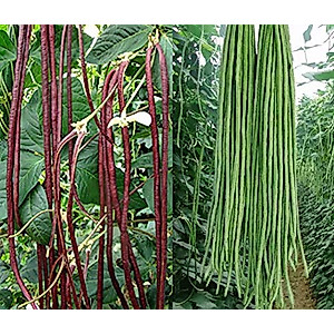 50+ Green or Red Cowpea Yard Long Bean Seeds Yardlong Beans Heirloom Non-GMO Vegetable