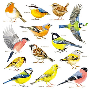 DECOWALL DS-8043 Garden Birds Wall Decals Stickers Kids Peel and Stick Removable Nursery Bedroom Living Art décor Tree Flying Branch DIY Vinyl Home Decoration Flower Watercolor Colorful Office