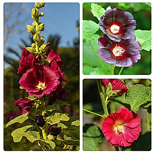 400+ Mix Hollyhock Seeds for Planting (Alcea Rosea) Multicolored Double Hollyhock