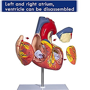 LVCHEN 2X Enlarged Anatomical Heart Model - Human Heart Model with Rigth/Left Atrial Appendage Anatomical Model for Science Classroom and Cardiology Study