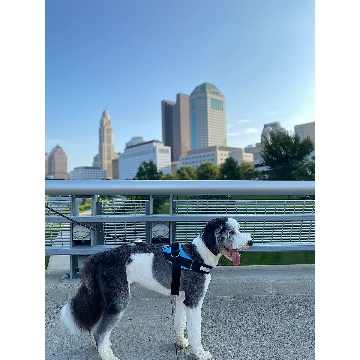 ShawnCo Essential Dog Harness, No-Pull Pet Vest with 3 Leash Clips, No Choke, Reflective, Adjustable and Padded, for Easy Walking and Training for Small, Medium and Large Dogs (Oceanic Blue, S)