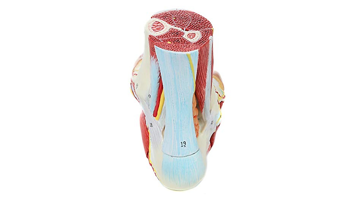 Axis Scientific Anatomy Model of Foot with Muscles, Ligaments, Nerves ...