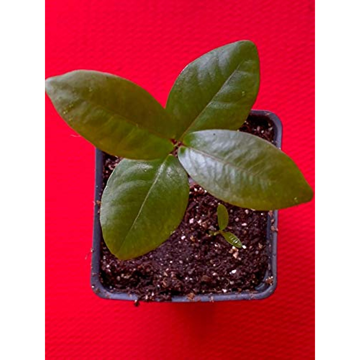 Purple Malay Apple Syzygium malaccense Fruit Tree Starter Potted Plant Very Rare