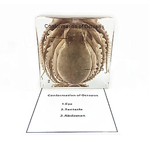 Octopus Specimen（3" x 3" x 1"）