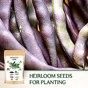 Bean Seeds 4 Variety Pack - Non GMO, Heirloom Seeds for Planting Indoor, Outdoor, and Hydroponic Vegetable Garden - 100% USA Grown - Including Royal Burgundy, Henderson Lima, Shell Pinto, Golden Wax