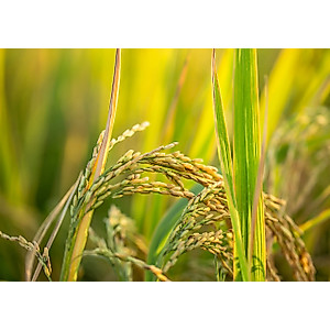 Food to Live - Organic White Jasmine Rice, 5 Pounds - Non-GMO, Long-Grain Rice Variety, Raw, Vegan, Kosher, Bulk