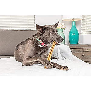 Barking Buddha 12 Inch Jumbo Bully Sticks for Dogs - Premium Fully Digestible, Odor Free 100% All Natural Tasty Beef Pizzle Chew Treats (Pack of 4)