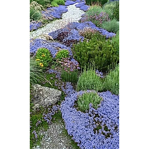 3000+ Mix Creeping Thyme Seeds Ground Cover for Planting , Heirloom Thymus Serpyllum , Ground Cover Plants Easy to Plant and Grow, Non-GMO Yellow, Pink, Blue