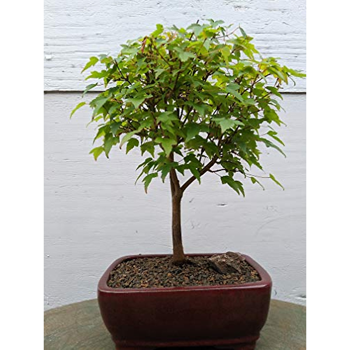 Dwarf Trident Maple Outdoor Bonsai Tree