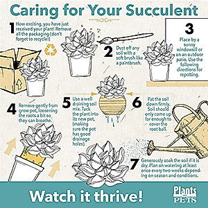 Trailing Elephant Bush Succulents, Hanging Plants Live Succulents Plants Live Houseplants, Hanging Planter Basket, Mini Succulents Live Plants Indoor Plants in Plant Basket by Plants for Pets