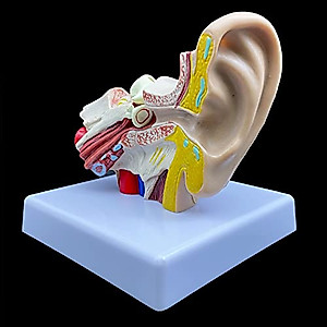 1.5X Enlarged Human Ear Model, Anatomically Accurate Ear Model Human Ear Anatomy for Science Classroom Study Display Teaching Medical Model