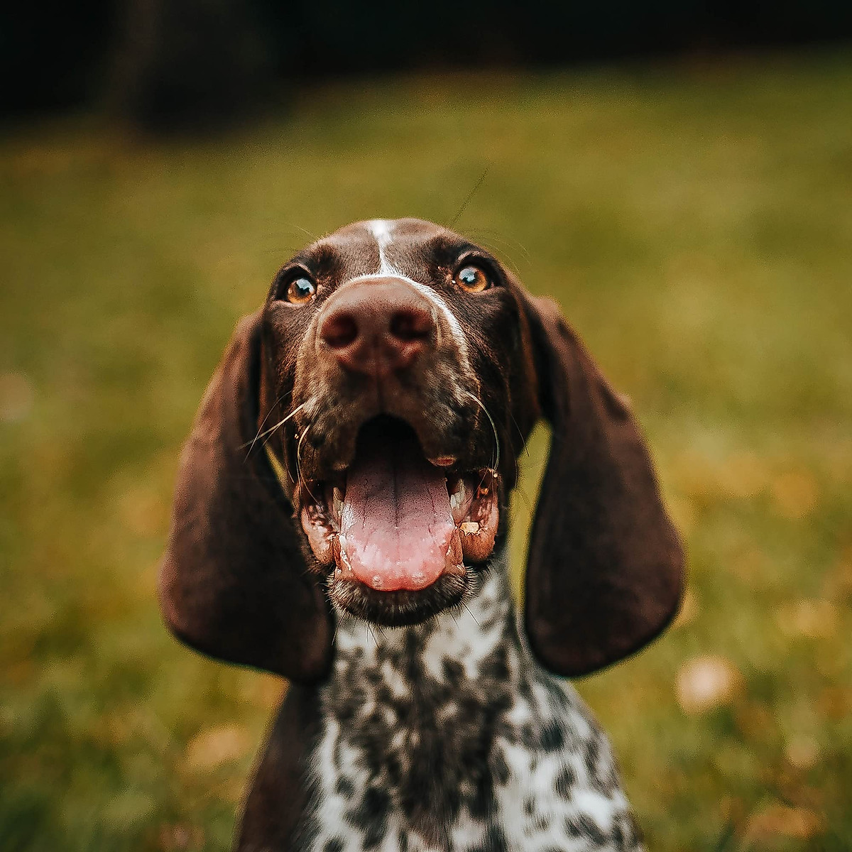 Van Beek Natural Science Synacore Canine - All Natural Formula to Provide Immune Support for Dogs & Help Maintain Digestive Health - Probiotics and Vitamins for Dogs - Pet Products - (30 Count)