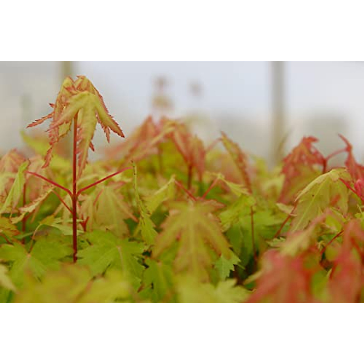 Japanese Maple | Medium Tree Seedling | The Jonsteen Company