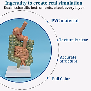 PAASHE Anatomy Model Human Stomach Anatomy Model Organs Model Human Body Model Stomach Section Large Small Intestine Medical Model Study Education