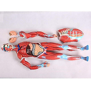 KINOFU Educational Model, Human Muscle Anatomical Model 80Cm Chest Human Internal Organs Anatomical Skeleton Model in Teaching to The Teaching Aids
