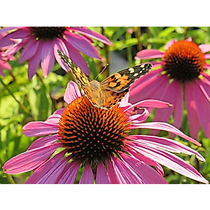 Purple Coneflower Seeds, Over 5300 Echinacea Seeds for Planting, Non-GMO, Heirloom Flower Seeds