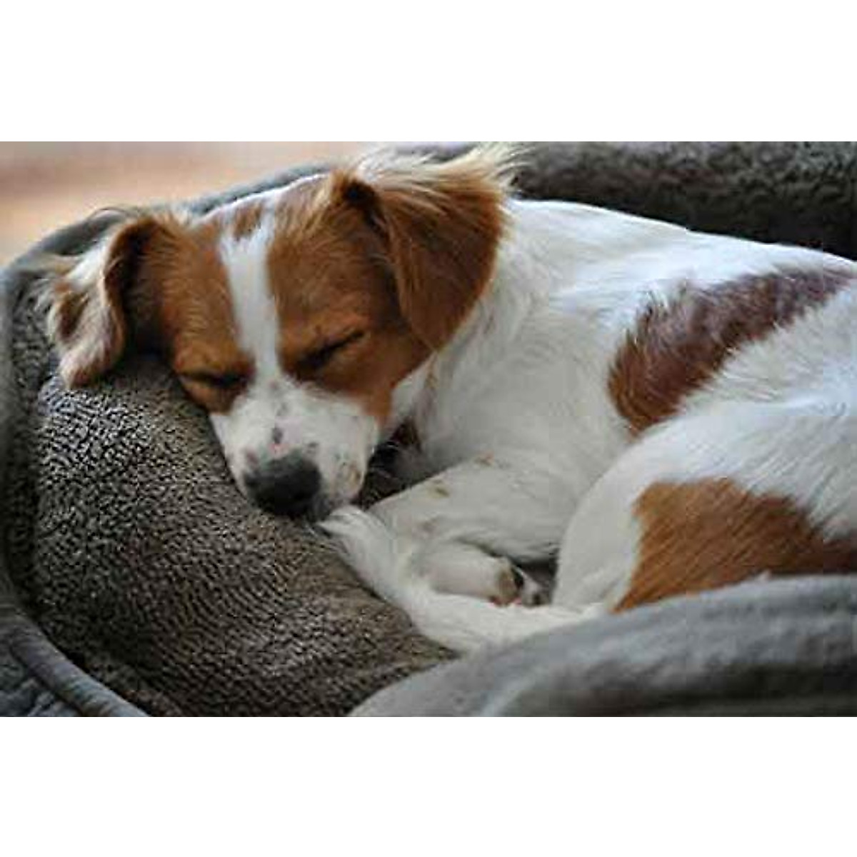 PET SUPPLEMENTS & NUTRITION LLC Extend Joint Care Dogs - Joint Health with Turmeric - MSM - GLUCOSAMINE - Hip Support - msm for Big Dog - 60 Tablets (1 Bottle)