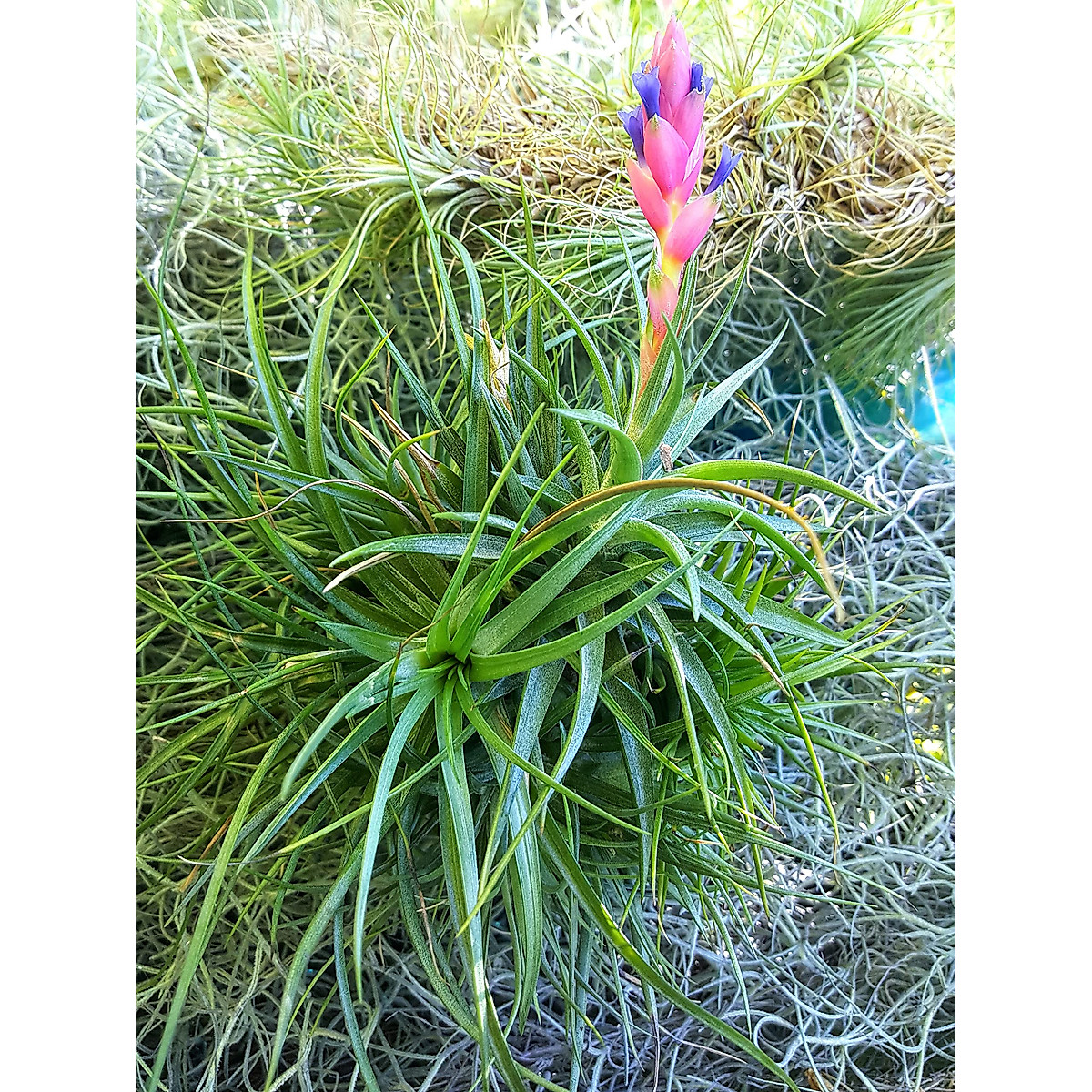 Air Plants - 1 Aeranthos - 3 to 5 Inch Air Plant - Color & Form Varies by Season - 30 Day Guarantee on Tillandsia from The Drunken Gnome (1, One Size 3-5")