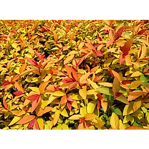 Gold Flame Spirea - 1 Gallon Trade Pot, 1'ft Tall, Established Potted Plant, Spiraea x bumalda, Established Healthy Roots, Fast Growing Tree