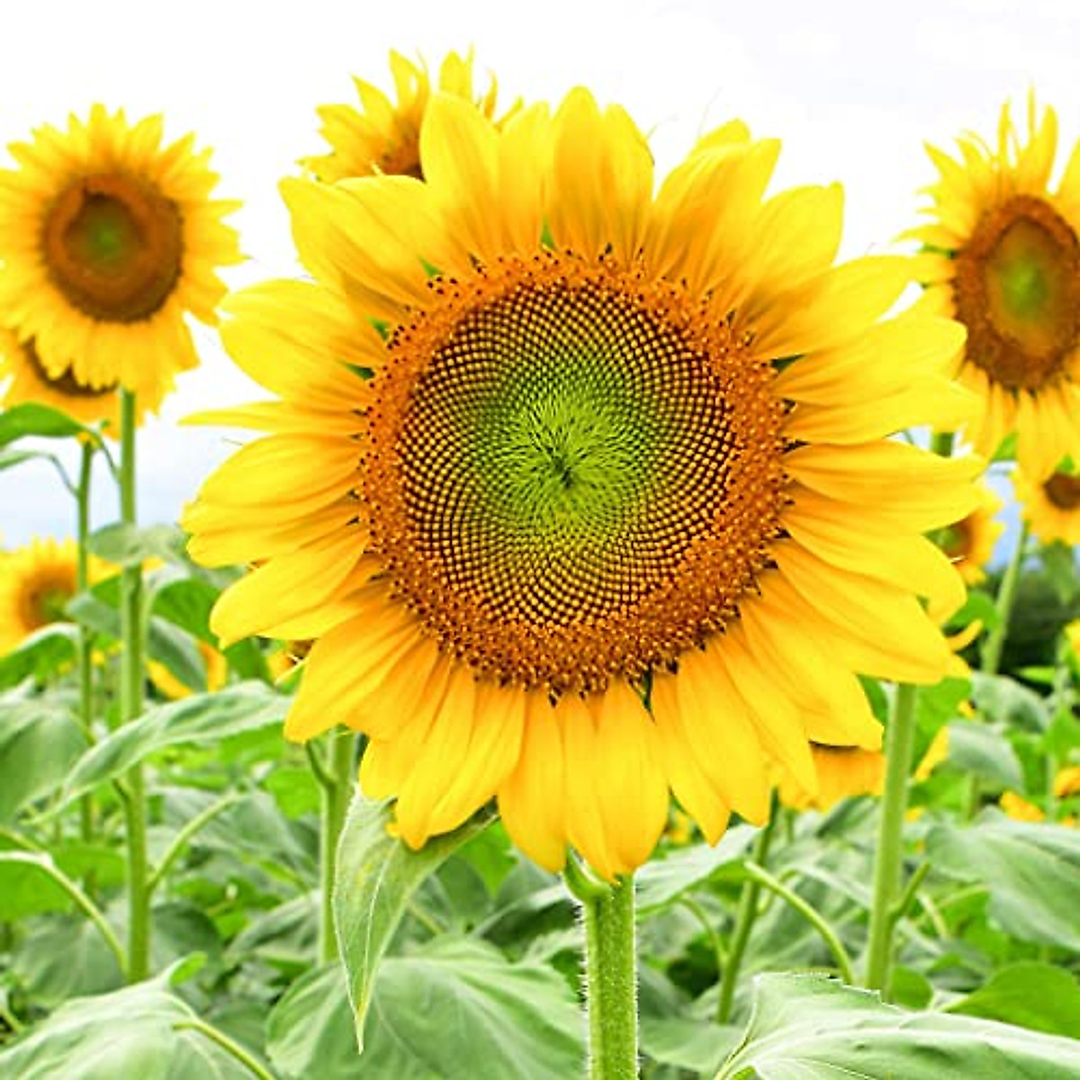 Sunflower Seeds - Black Oil Microgreen - 5 Pounds - Yellow Flower Seeds, Open Pollinated Seed Attracts Bees, Attracts Butterflies, Attracts Hummingbirds, Attracts Pollinators