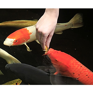 Aquascape 81000 Koi Krunchies Fish Food, Hand Feeding Treats, Floating, Natu, 14.1 Ounces, Yellow