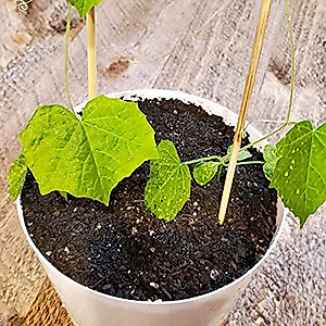 Cucamelon Seeds 35 Seed Pack Mexican Sour Gherkin, Mouse Melon 35 Seeds
