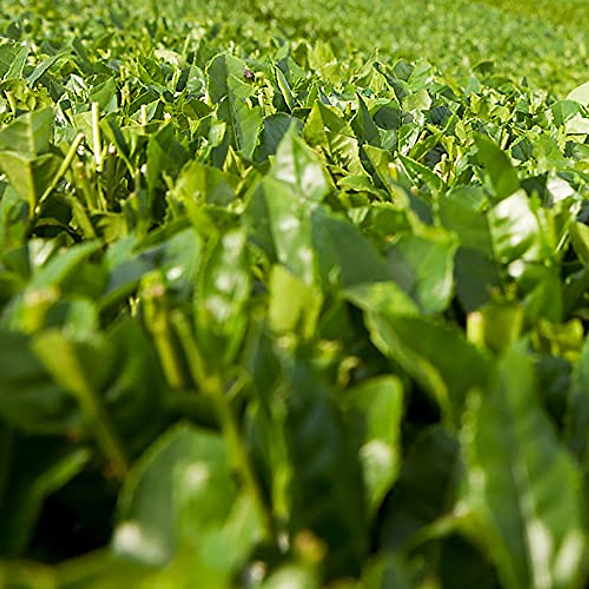 innisfree Green Tea Moisture Balancing Emulsion Hydrating Face Moisturizer, 160 mL/ 5.41 Fl oz