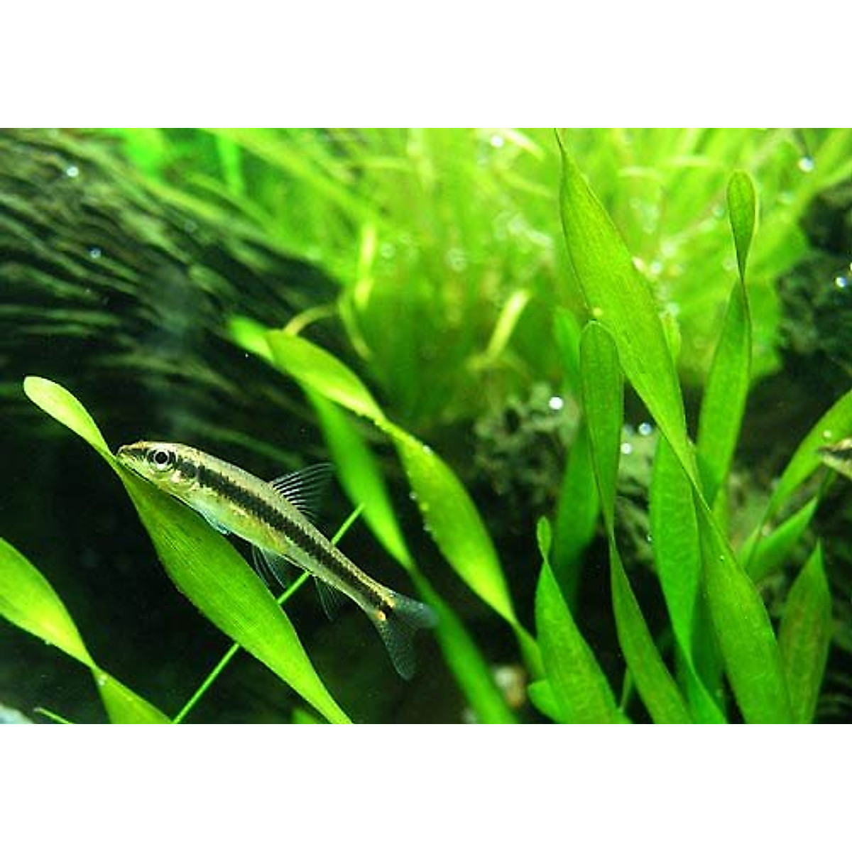 Greenpro Twisted Vallisneria Spiralis Torta Vallis | Americana Asiatica Val Potted Live Aquarium Water Plants Decorations Freshwater Fish Tank