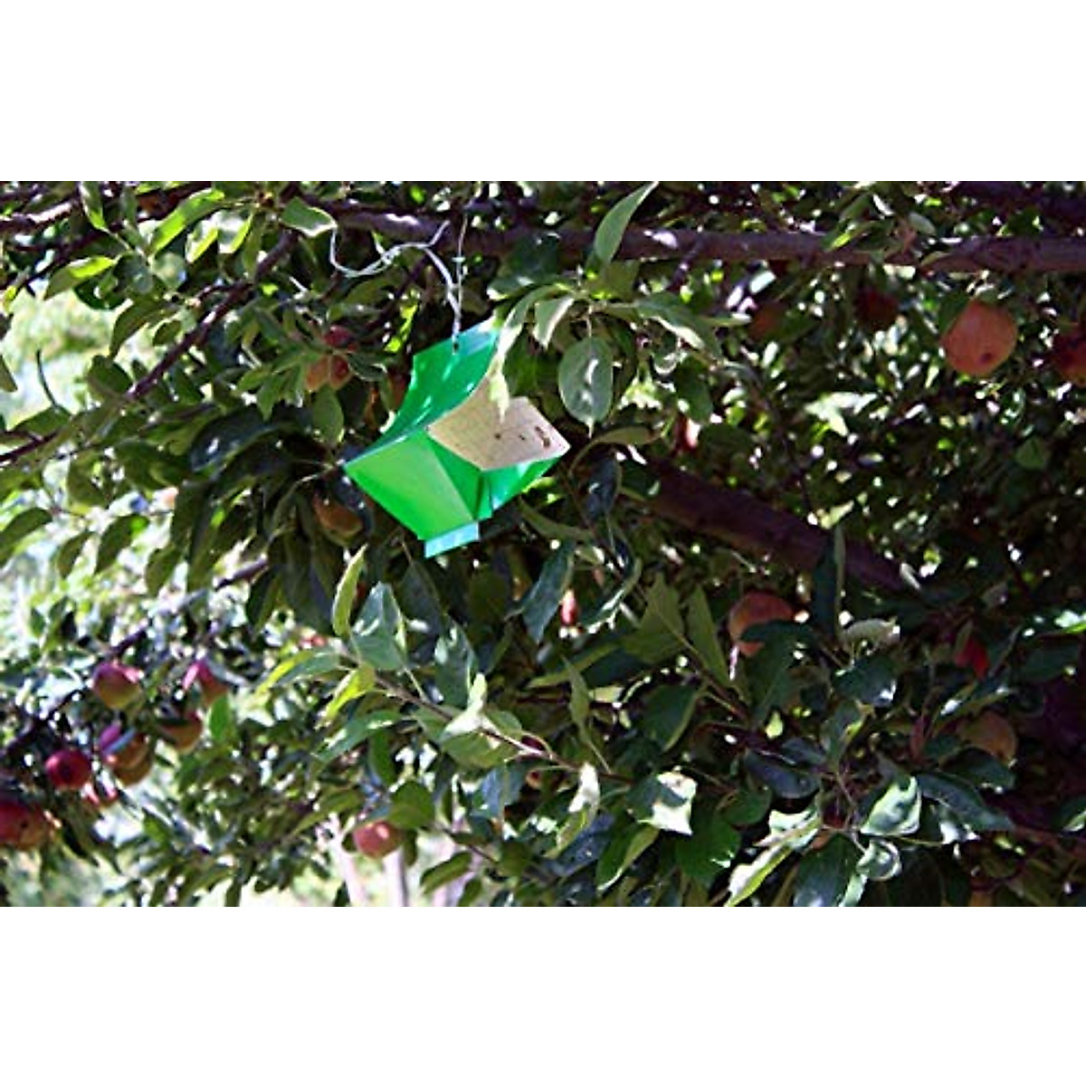 Codling Moth & Oriental Fruit Moth Trap (2 Pack, 8 Week)