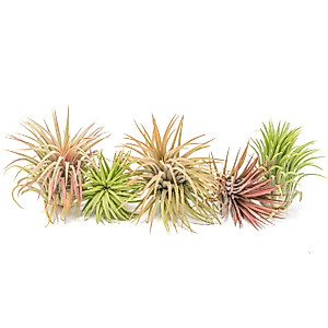 Air Plant Shop 10 Pack XL Tillandsia Ionantha Rubra- Wholesale and Bulk - Succulents - Live Tillandsia - Easy Care Indoor and Outdoor House Plants