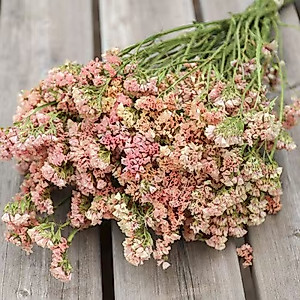 CHUXAY GARDEN Sunset Mix Limonium-Statice,Caspia,Sea-Lavender,Marsh-Rosemary 500 Seeds Great for Dried and Cut Flower Everlasting Flowers Fast Growing & Maintain