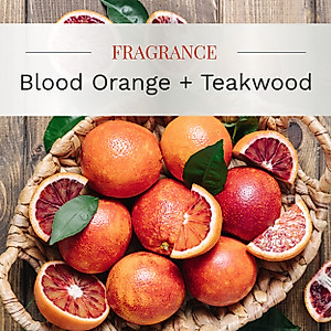Essential Elements by Candle-lite Scented Candles Blood Orange & Teakwood Fragrance, One 9 oz. Single-Wick Aromatherapy Candle with 50 Hours of Burn Time, Off-White Color