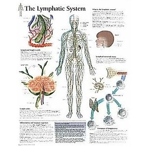 The Lymphatic System chart: Laminated Wall Chart